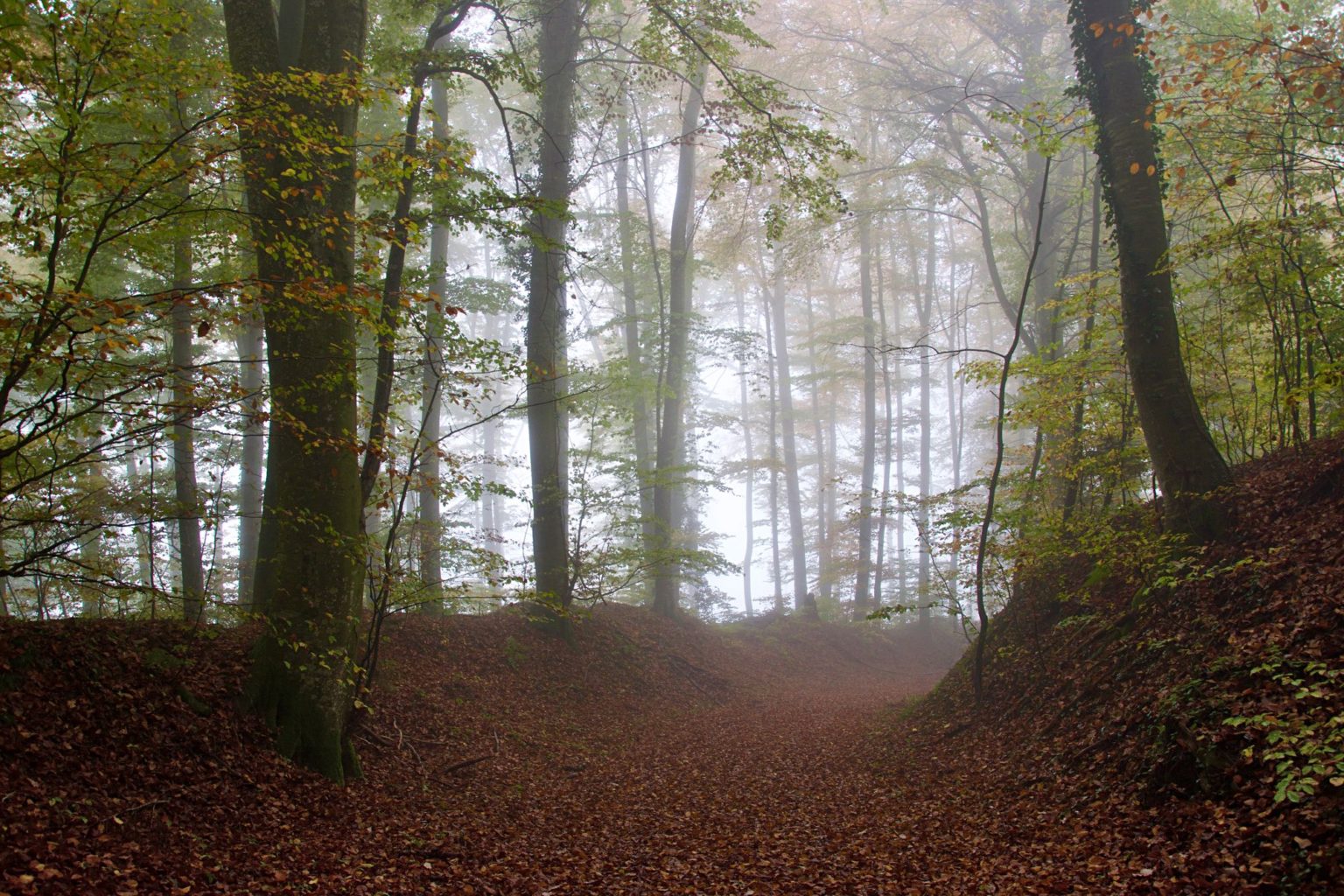 Balade sur la magnifique Tête-de-Ran - Terre&Nature